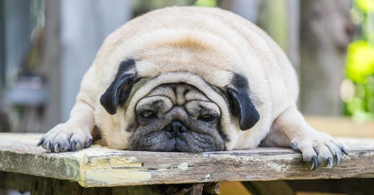 Ach du DICKER Hund! Thema Übergewicht – Hundereporter